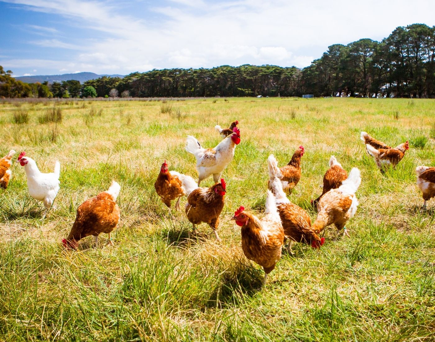 Poultry | Food Standards Scotland